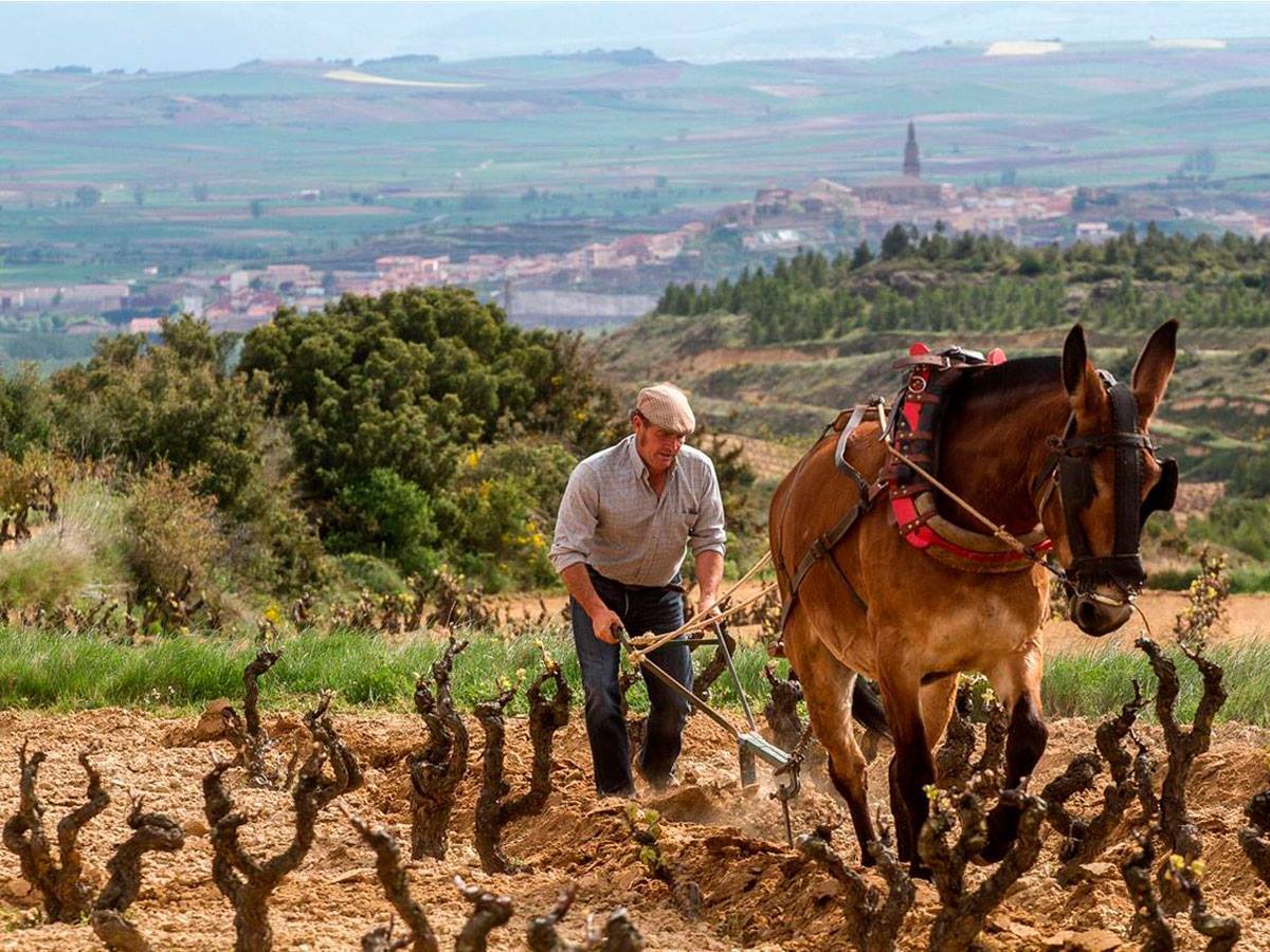 Volviendo a los orígenes… | Vinoteca LARRÍA Logroño